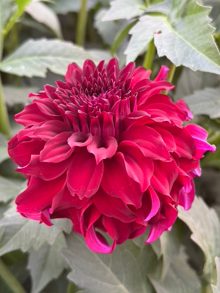 River's Penelope CUTTING – Jīvana Farm