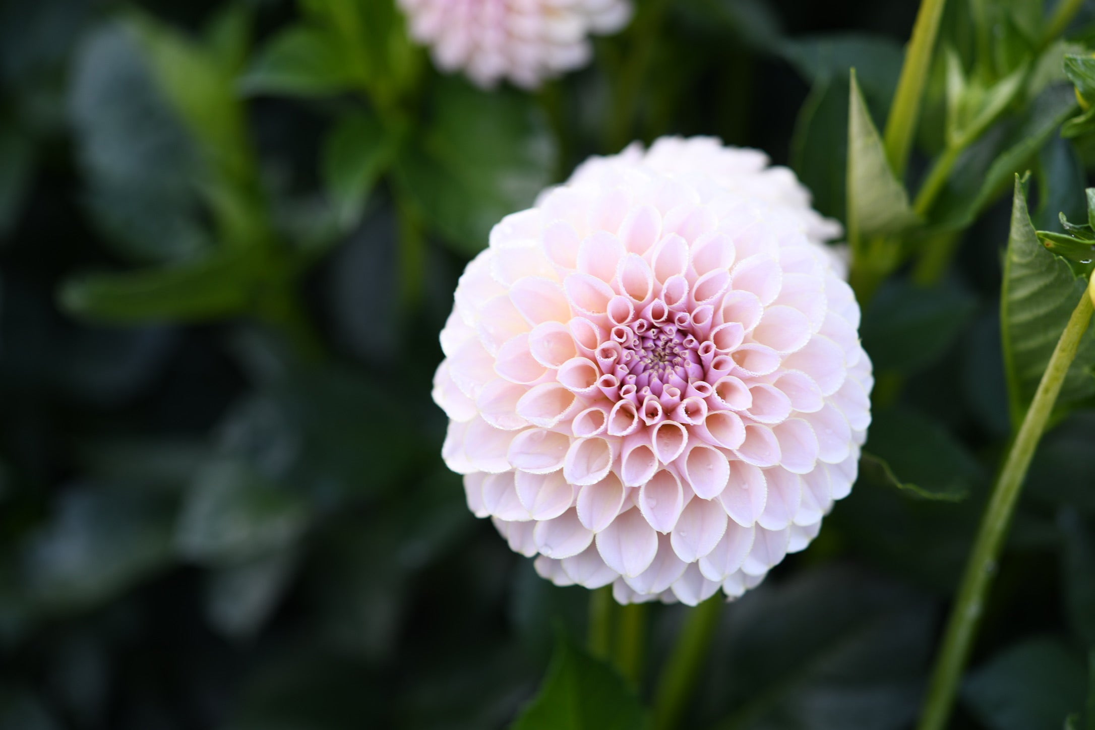 KA's® Cinder Rose TUBER *LIMIT 1* – Jīvana Farm